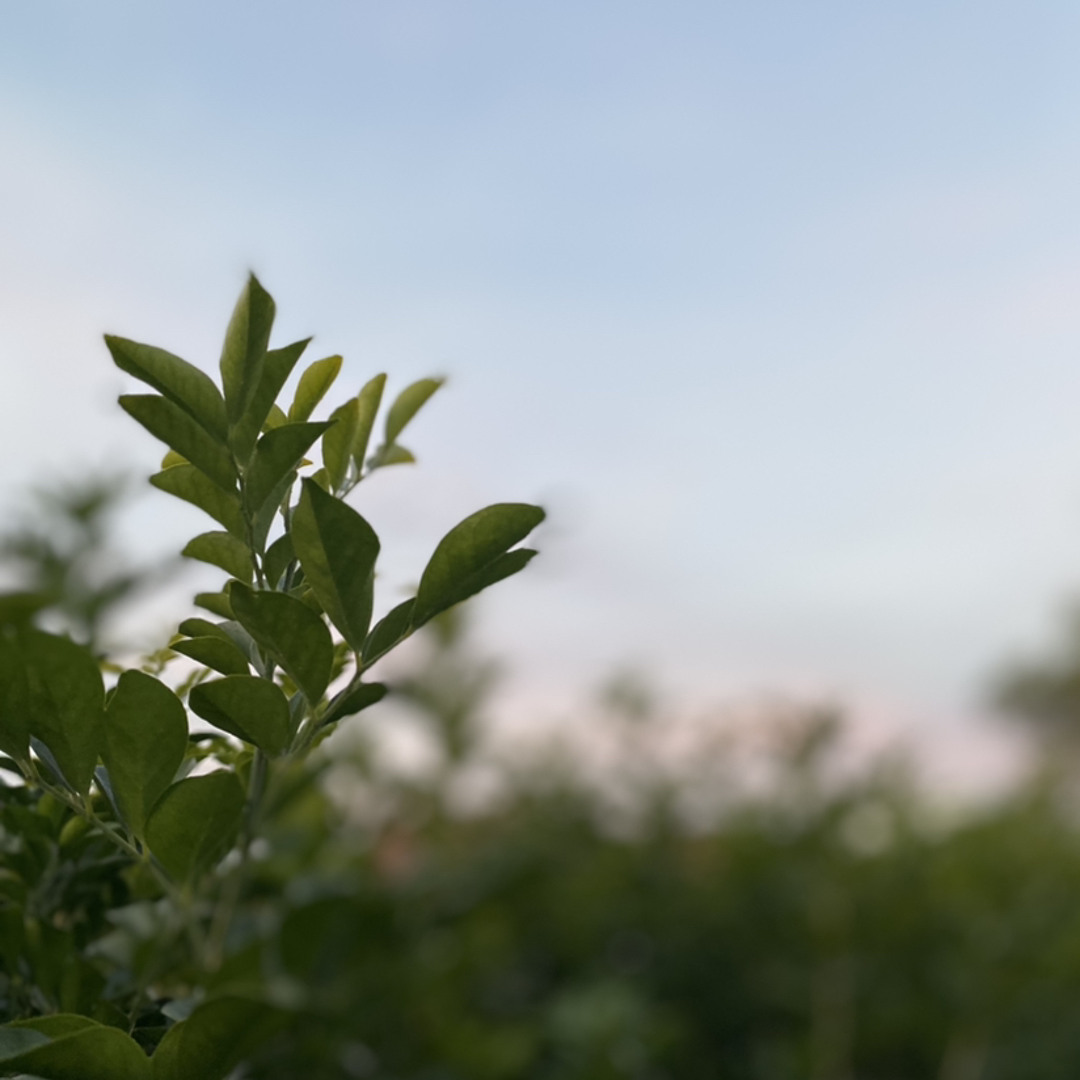 Stream Ruqayyah A | Listen to Muad- vocals only playlist online for ...