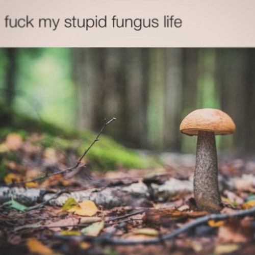 Stream i got racks now rhonda - nettspend by noob | Listen online for ...