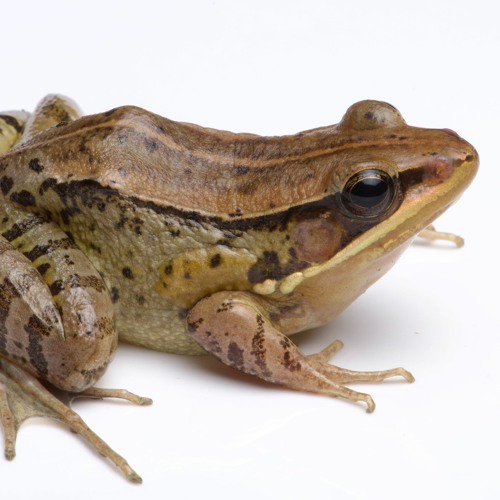 Stream episode Music Frog Call by WLVUniNews podcast | Listen online ...