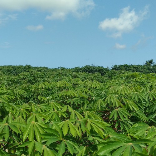 Stream GMO CASSAVA-TO BOOST FOOD SECURIY IN KENYA by Motuvictor ...