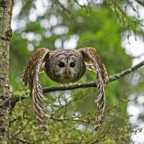 Stream Peter Prebble Alternatives For Reducing CO2 Emissions in ...