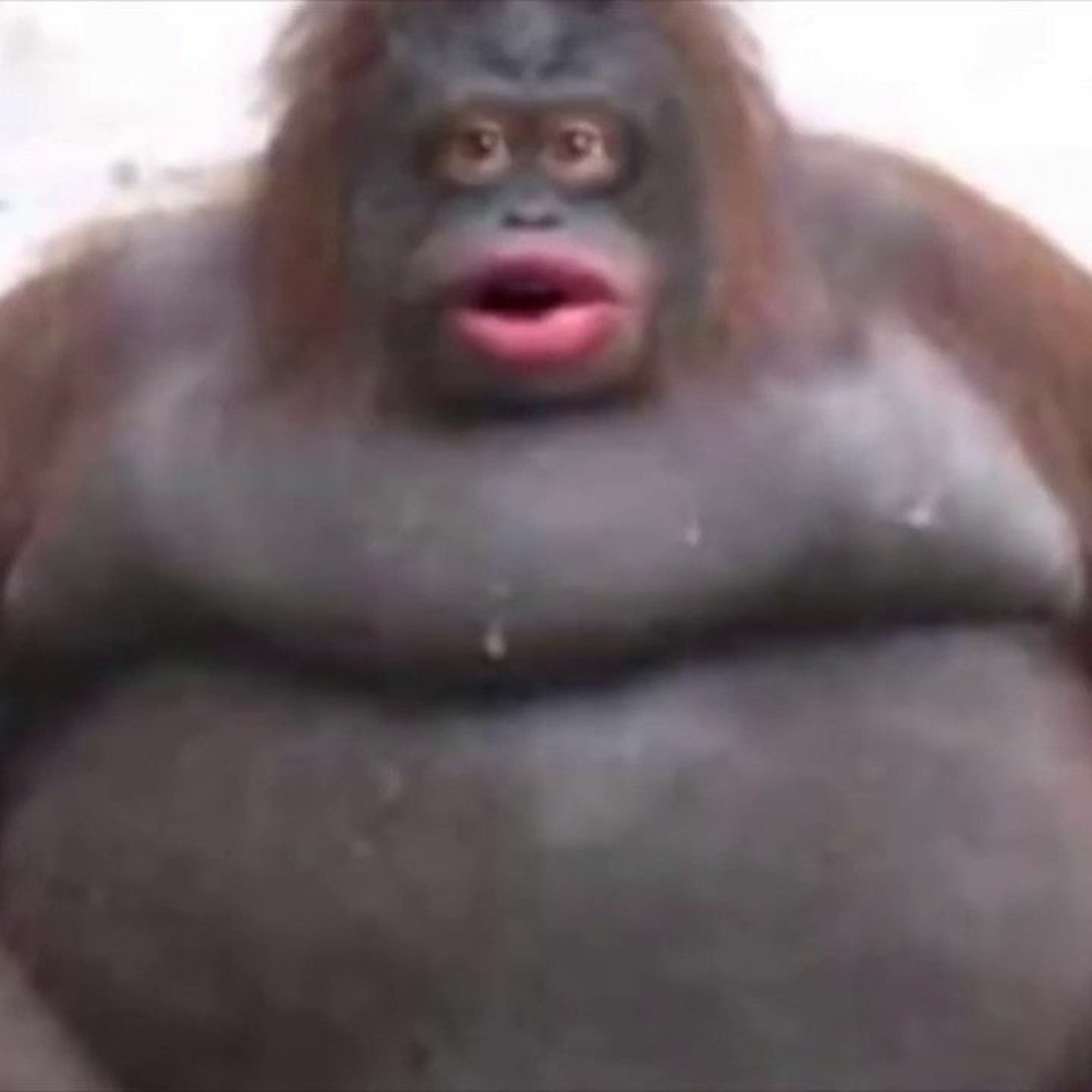 Stream Uh Oh Stinky by Fat Cat Cooper | Listen online for free on ...