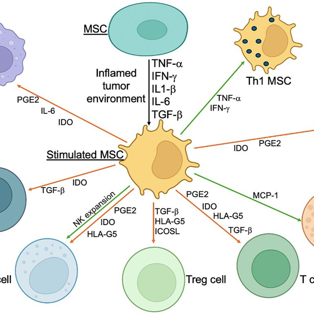 Stream episode Mesenchymal Stem Cells in Cancer Immunotherapy: Promises ... Stream episode Mesenchymal Stem Cells in Cancer Immunotherapy: Promises ...