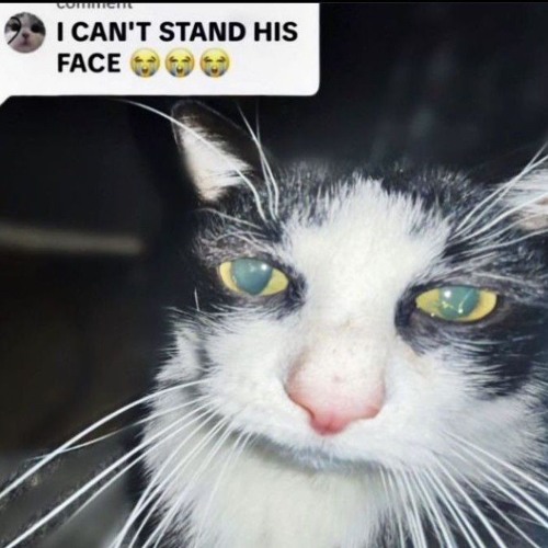 Stream Dummy cat | Listen to Uncanny Cat Golf OST playlist online for ...