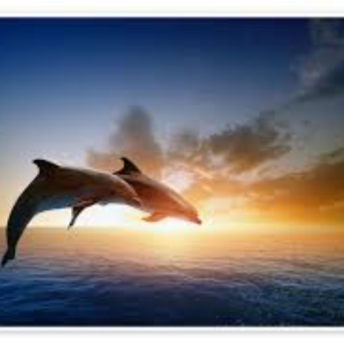 Stream TANGERINE DREAM feat. C. FRANKE: Dolphin Dance 2024 by DREAM ...