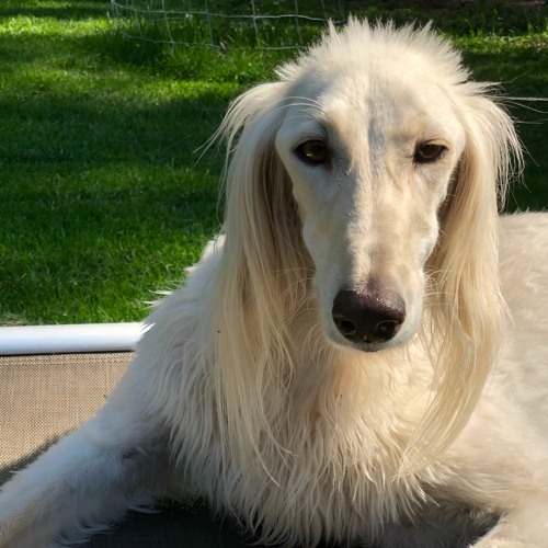 Stream Global Odyssey KYRS | Listen to Global Odyssey November 2022 ...