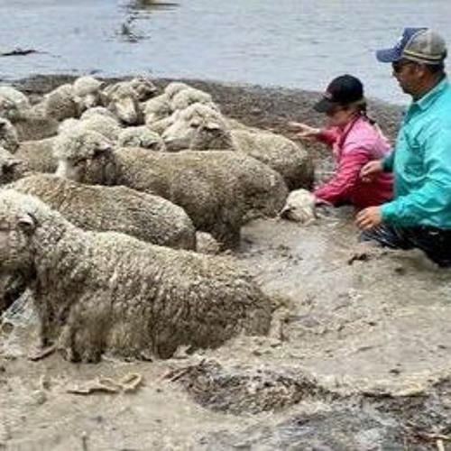 Stream Battling floodwaters to save sheep by Libby Price | Listen online for free on SoundCloud