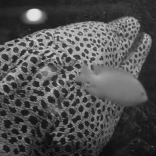 Stream Kiye Yuku Hana [Chris Ketchum Remix] by Chris Ketchum | Listen ...