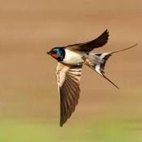 Stream The Way It Is; Pat Durkin with his bird of the month, the ...