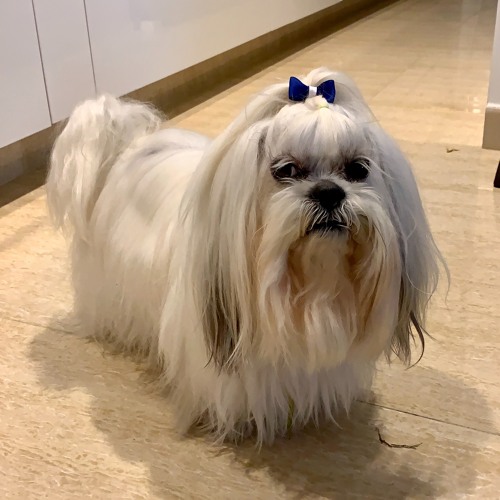 Stream Carta a mi peludo amigo by brigitte paola alvarez | Listen ...