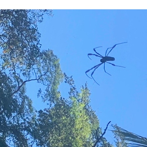 Stream Are you afraid of spiders? PART 1 (Beginner) by English With ... Stream Are you afraid of spiders? PART 1 (Beginner) by English With ...