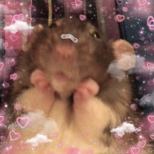 Stream Love Is Boring (shitpost) by ash | Listen online for free on ...