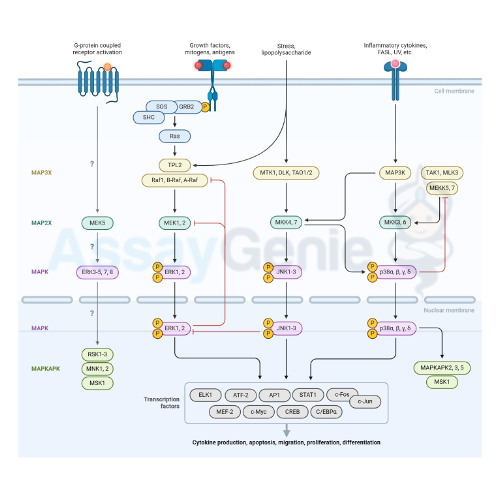 Stream episode MAPK Oxidative Stress Pathway_ A Journey through Cellular Signaling by Assay ...