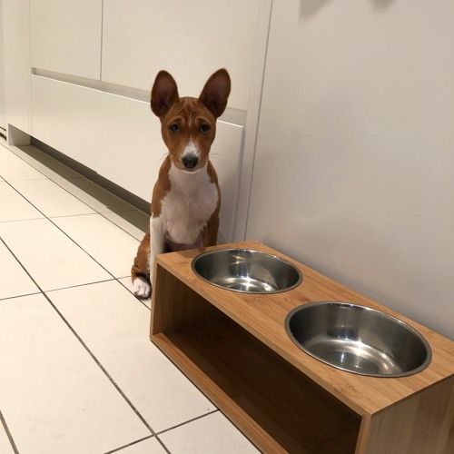 Stream What does a Basenji sound like - Can I have a Baroo by Petsy ...