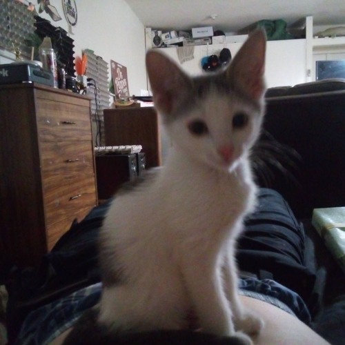 Stream NESQUIK LOVE N BASS Kitty Mix by NO OFFENSE | Listen online for ...