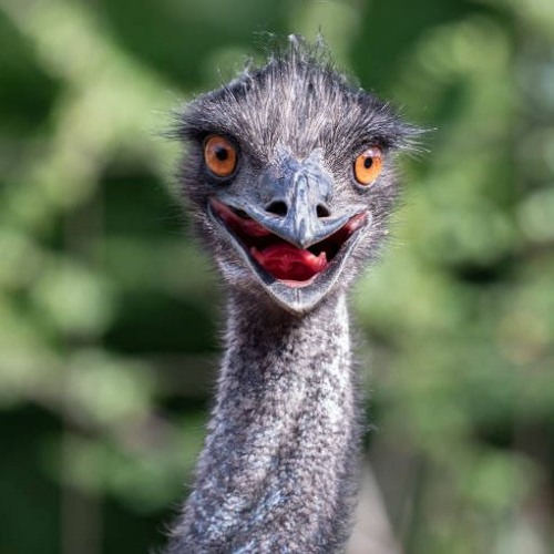 Stream Emu Off Of Temu by Cubbington J. Carson | Listen online for free ...