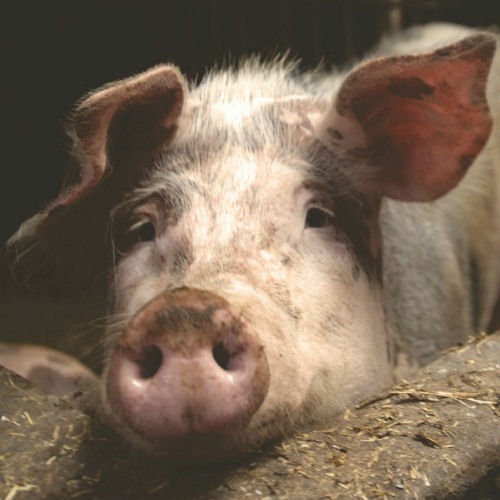 Stream episode Pigs Head Brawn: Memories of Manx wartime food by ...