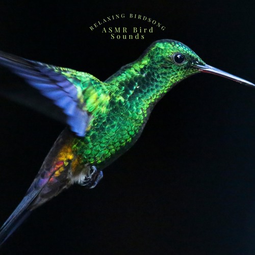 Stream The Smooth Bird Song by ASMR Bird Sounds | Listen online for ...