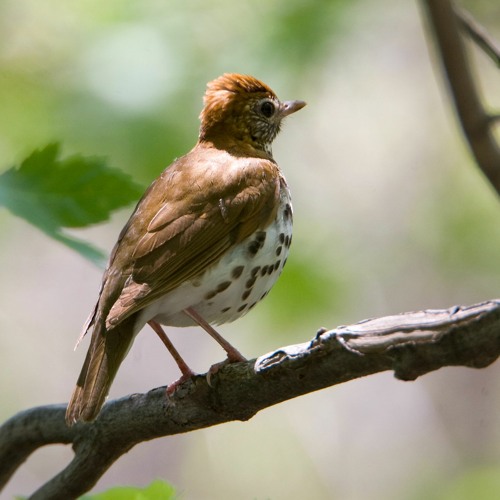 Stream 3 Wood Thrush Singing by Laura Sebastianelli | Listen online for ...