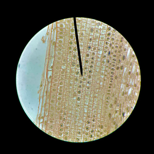 Stream Apocalypse Rave Culture | Listen to Mitosis 01 playlist online ...