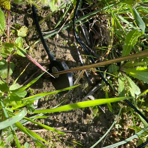 Stream Montado 01-Soil covered with grass under artificially planted ...