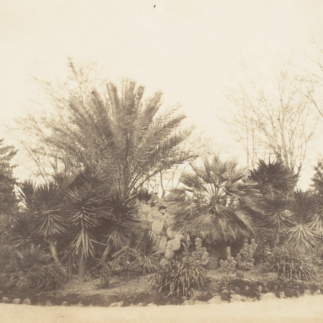 Stream Ali Kuru | Listen to Mixtape & Podcast playlist online for free ...