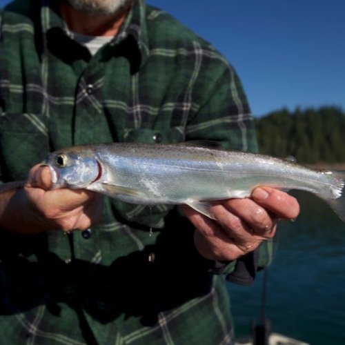Stream Catch Oregon's delicious 'mini salmon' in lakes and reservoirs ...