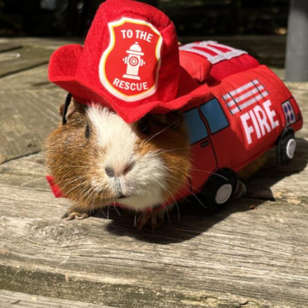 Stream Lisa: The Pointless SOTWS - Sun Bleached (davy the scrawny verr ...