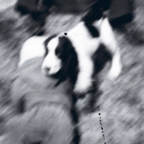 Stream Spoiled (sebadoh cover) by Snoutflair | Listen online for free ...