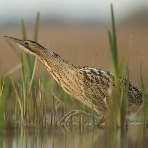 Stream Great bittern booming accompanied by amphibians by ...