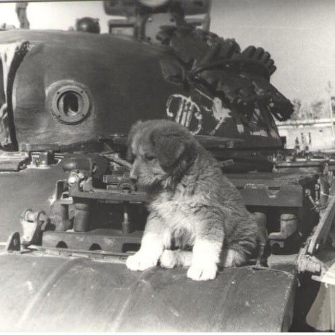 Stream Александр Дорошенко - Зиночка/Alexander Doroshenko-Zinochka by ...