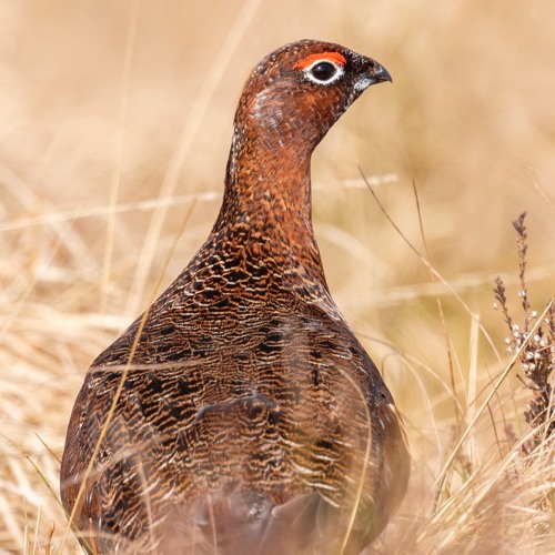 Stream Red Grouse display calls (example 2), United Kingdom 1960s by ...