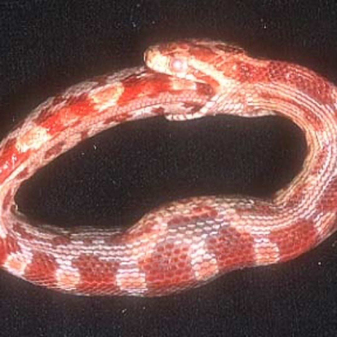 Stream FOMDJ (RIP MORPHINE MIX) by KAVARI | Listen online for free on ...