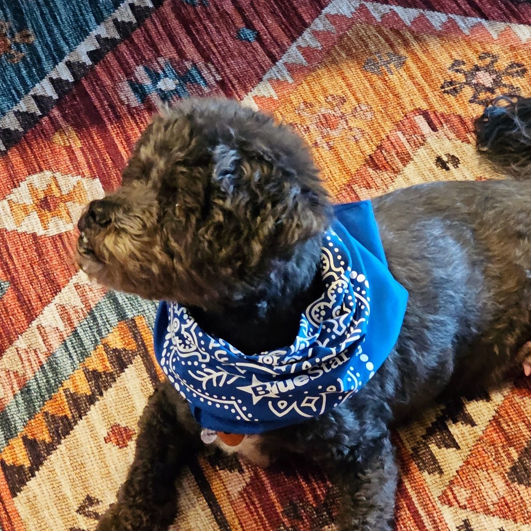 Stream Murphy The Floppy Dog by Roadrunner Reverie | Listen online for ...