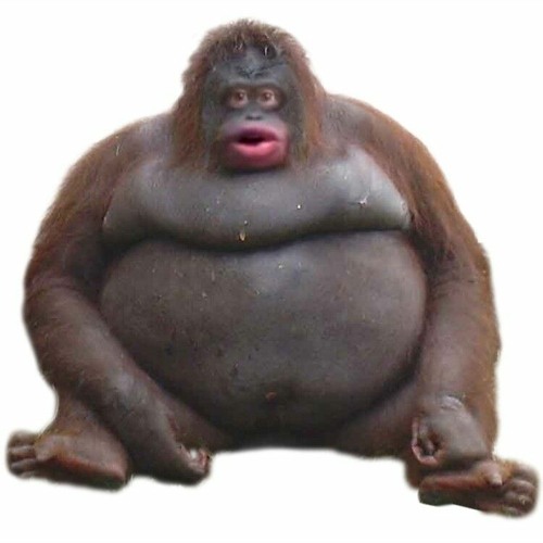 Stream Monke Song by Monke Boi | Listen online for free on SoundCloud