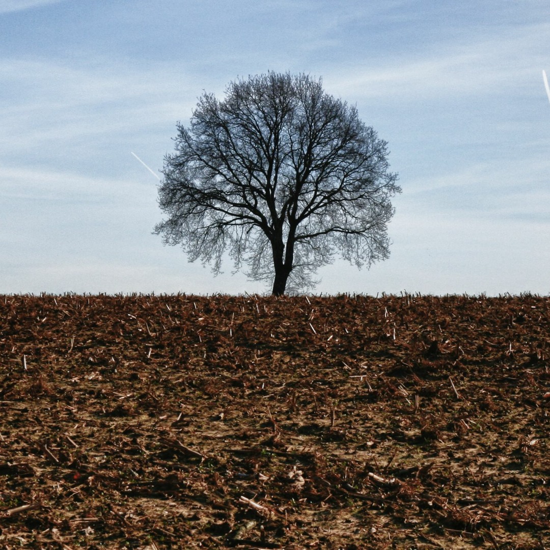 Stream the lonely tree (slowed) by n0ahjb | Listen online for free on ...