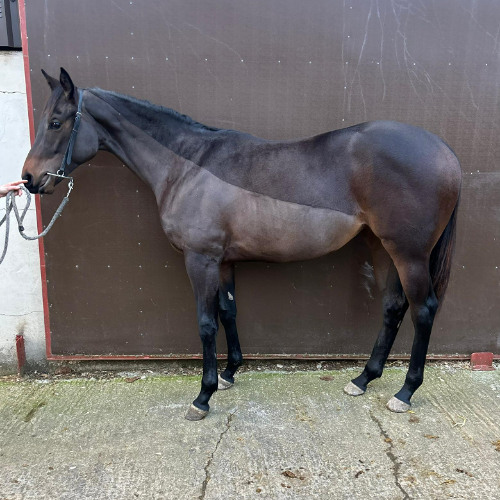 Stream Phil Makin Update - Massaat Filly 02/01/2025 by ...