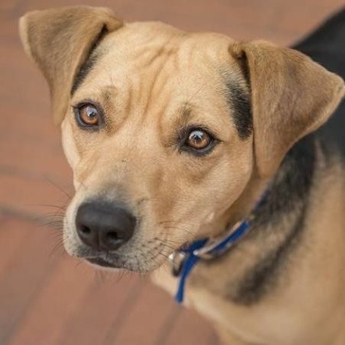 Stream 01) Cabo Y Cabito- Mascotas de la Utadeo by Hablemos un Rato ...