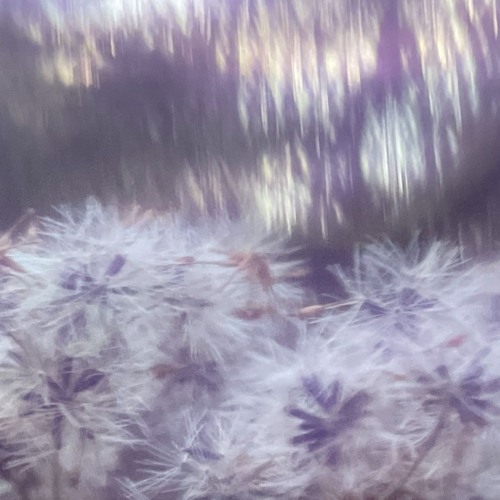 Stream Flora by The Orbit Sound | Listen online for free on SoundCloud