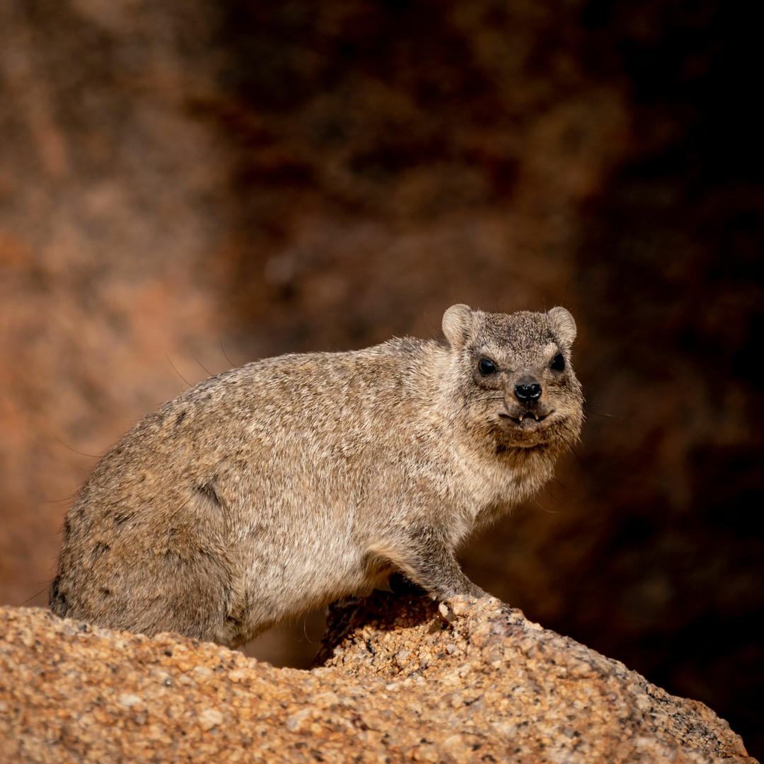 Stream Rock Hyrax Sounds by George Vlad | Listen online for free on ...