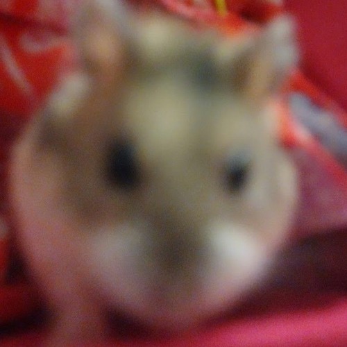 Stream ONLY A GENIUS X IMMA GENIUS!! by WolfedOut