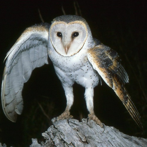 Stream episode Barn Owl by Gwen Harwood (Father and Child I) (HSC) by ...