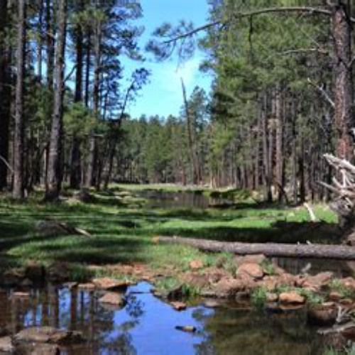 Stream Best Things To Do In Springerville Arizona Tours Reviews by ...