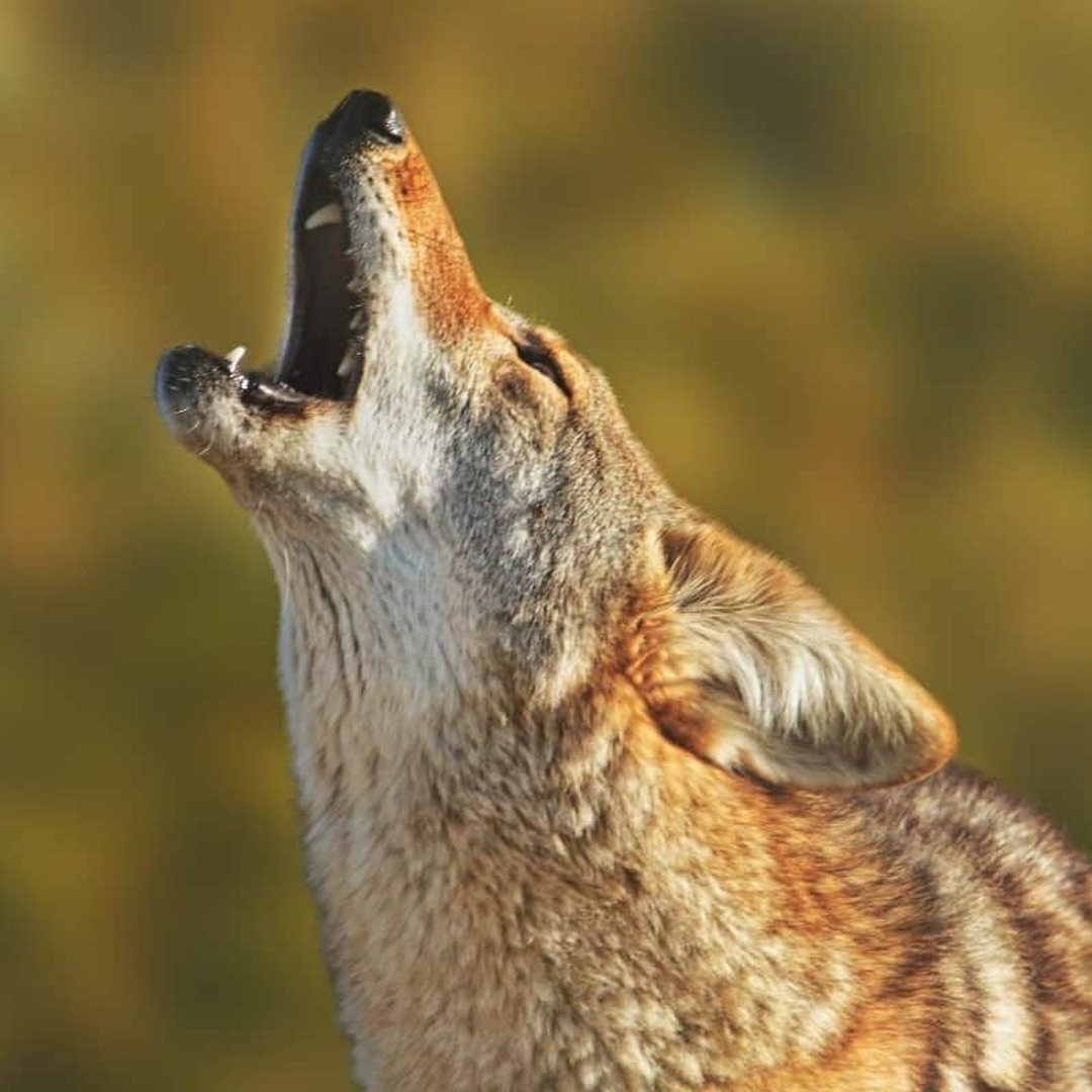 Stream Wildly Animals | Listen to Howl at the Moon: A Collection of ...