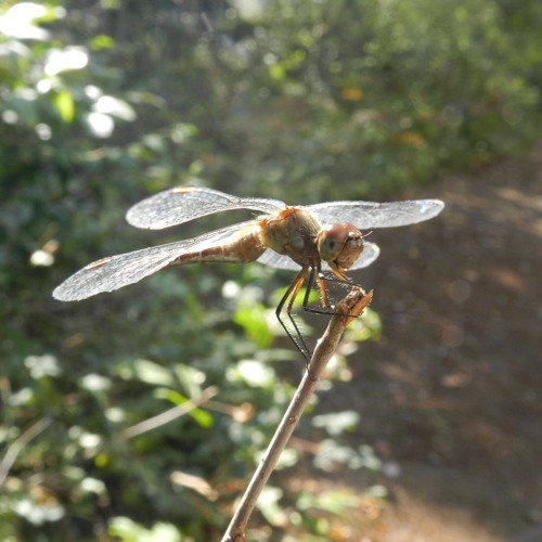 Stream ONE EARTH ONE DUB DEMO by Koncrete Roots | Listen online for ...