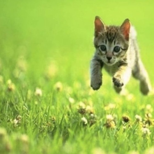 Stream #hitTheHay by c4pri | Listen online for free on SoundCloud