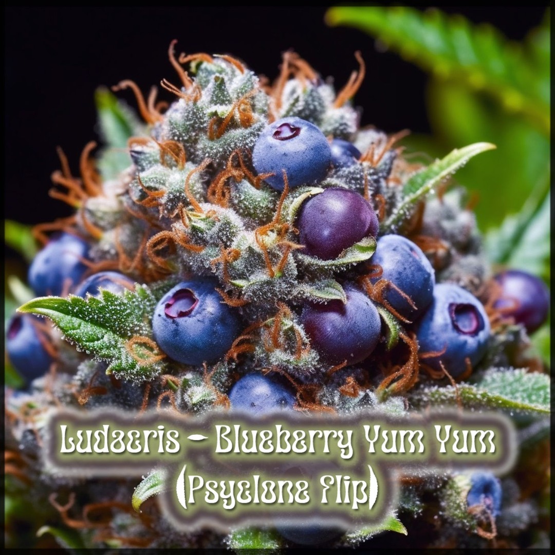 Stream Blueberry Yum Yum (Psyclone Flip) by PSYCLONE | Listen online for free on SoundCloud