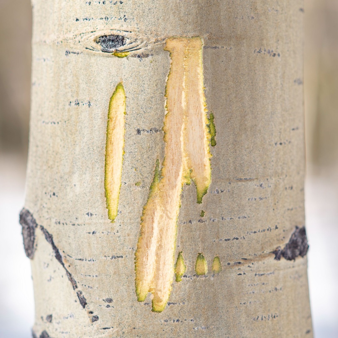 Stream Tree Talks | Listen to Populus tremuloides (Winter Series ...