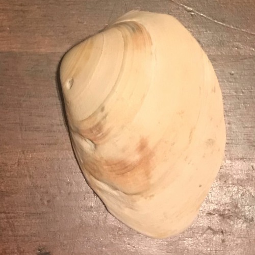 Stream Oval Shell by Russell McDaniel | Listen online for free on ...