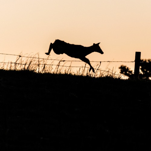 Stream Panhandle Afield: Wildlife-friendly Fence by Justin Haag ...